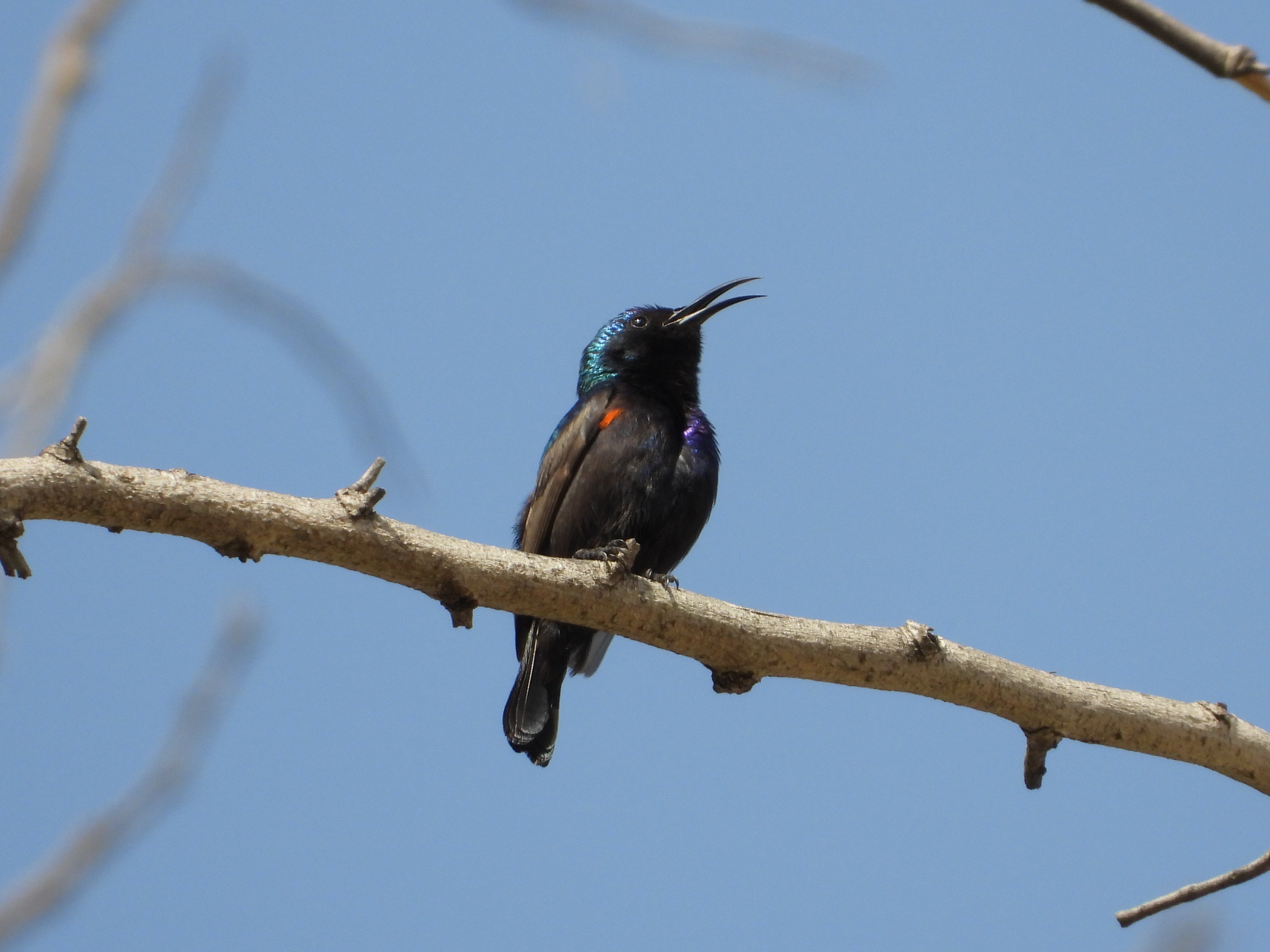 Palestine Sunbird ♂ – Birders of Palestine