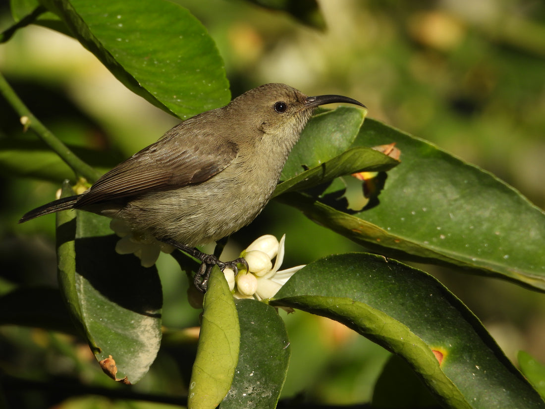 Palestine Sunbird ♀ – Birders of Palestine
